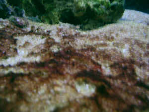 Brown Cyano Algae